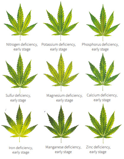Cannabis Nutrient Deficiencies: Identifying & Correcting Common ...