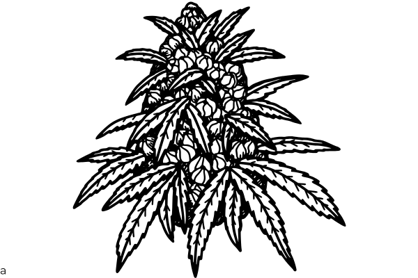 Cannabis Growth Stages: A Comprehensive Guide from Seed to Harvest ...