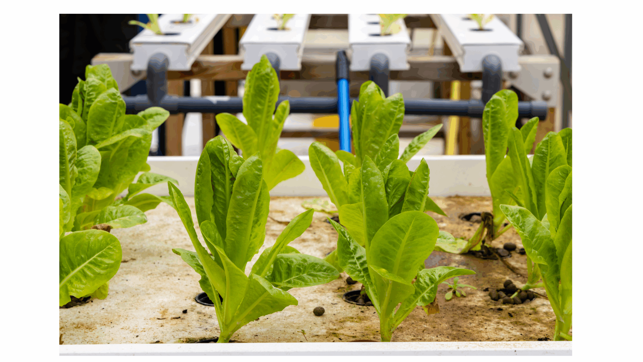 Hydroponics, Aeroponics, or Aquaponics; Which One is the Best?
