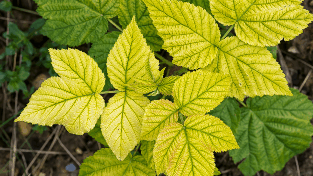 Cannabis Nutrient Deficiencies: Identifying & Correcting Common ...