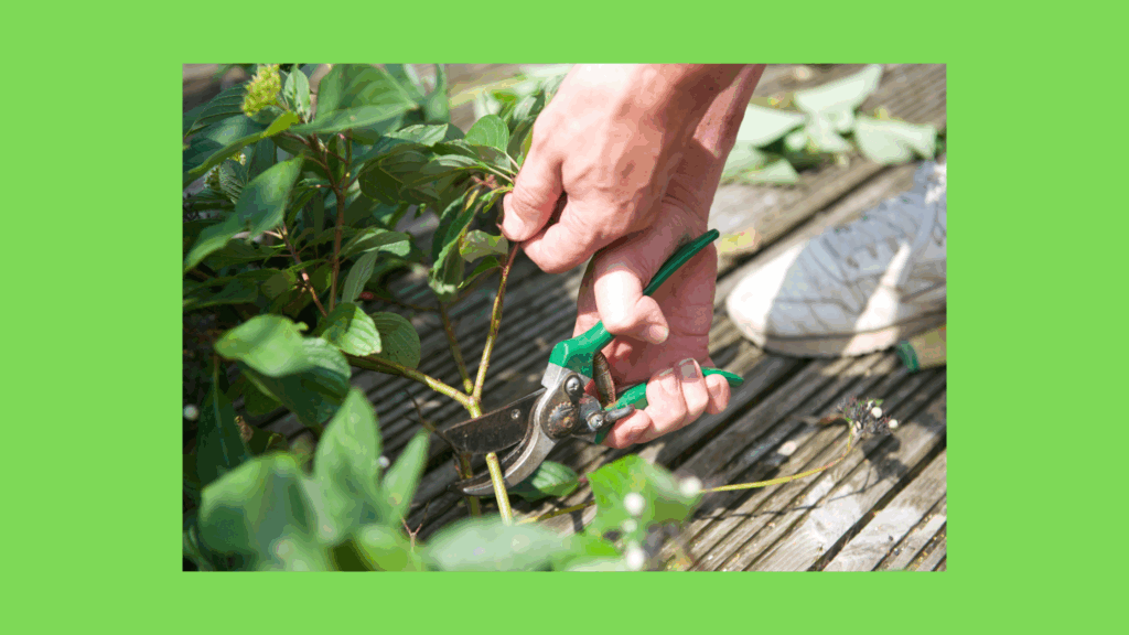 Topping and Pruning Cannabis Plants; How to Do It Right - Cannabis Growers Blog