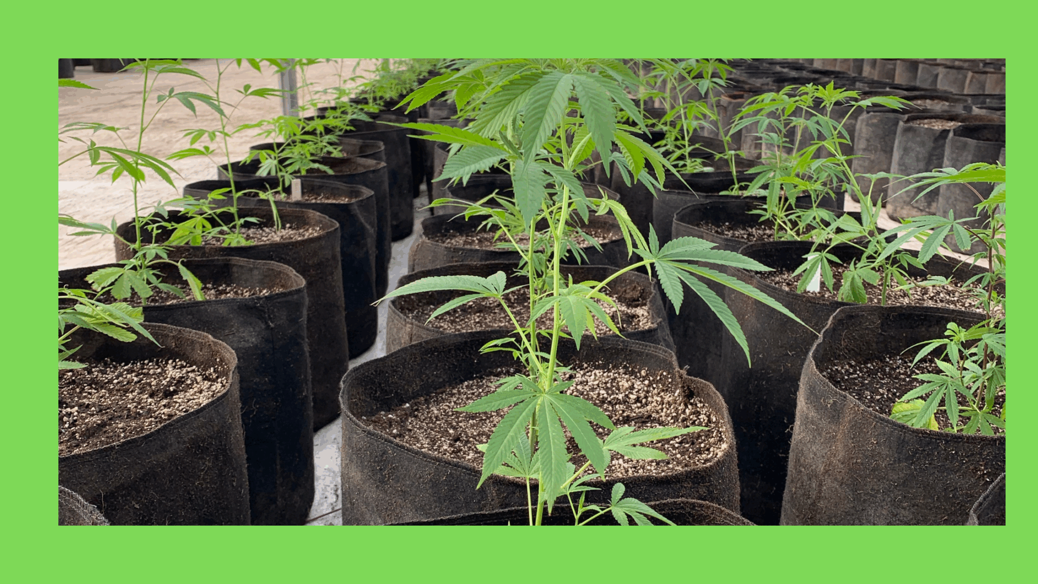 Seed Connect Growers Blog - How To Top Cannabis Properly