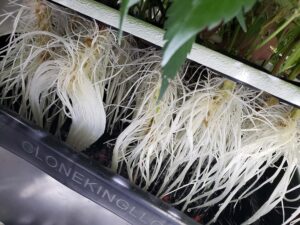 DIY Aeroponics System 2025: The Fast-Track Guide to 100 % Clone Success ...