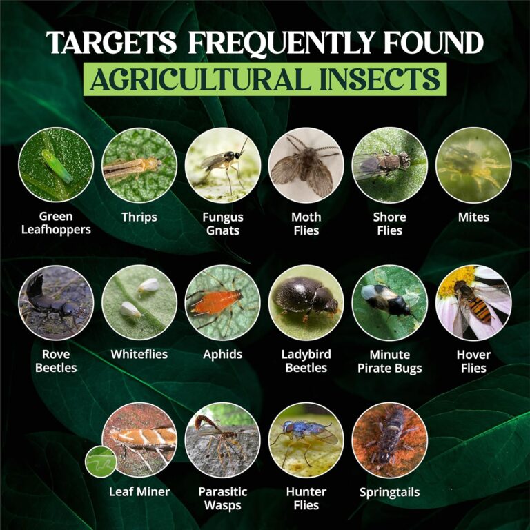 How to Use Fly Strips Effectively: Step-by-Step Guide + Top Picks ...