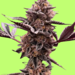 Buy Marijuana Seeds in USA - The Seed Connect