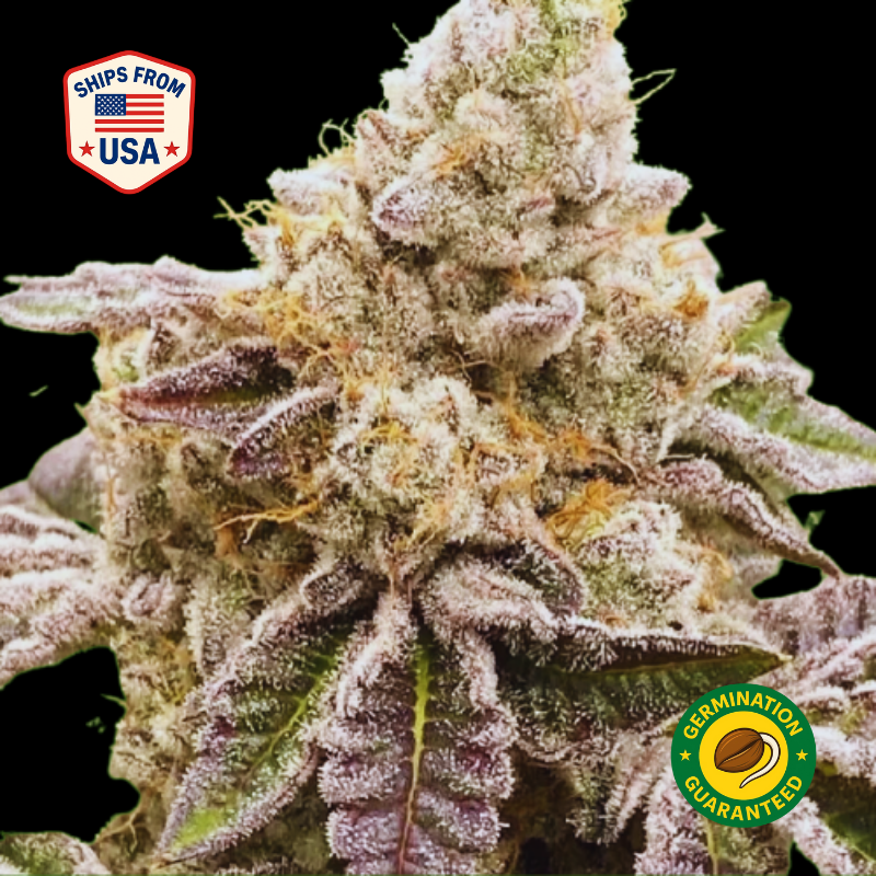 Purple Gelato Feminized Seeds – The Seed Connect