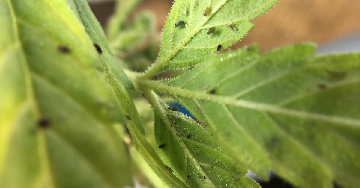 8 Common Cannabis Pests and Solutions