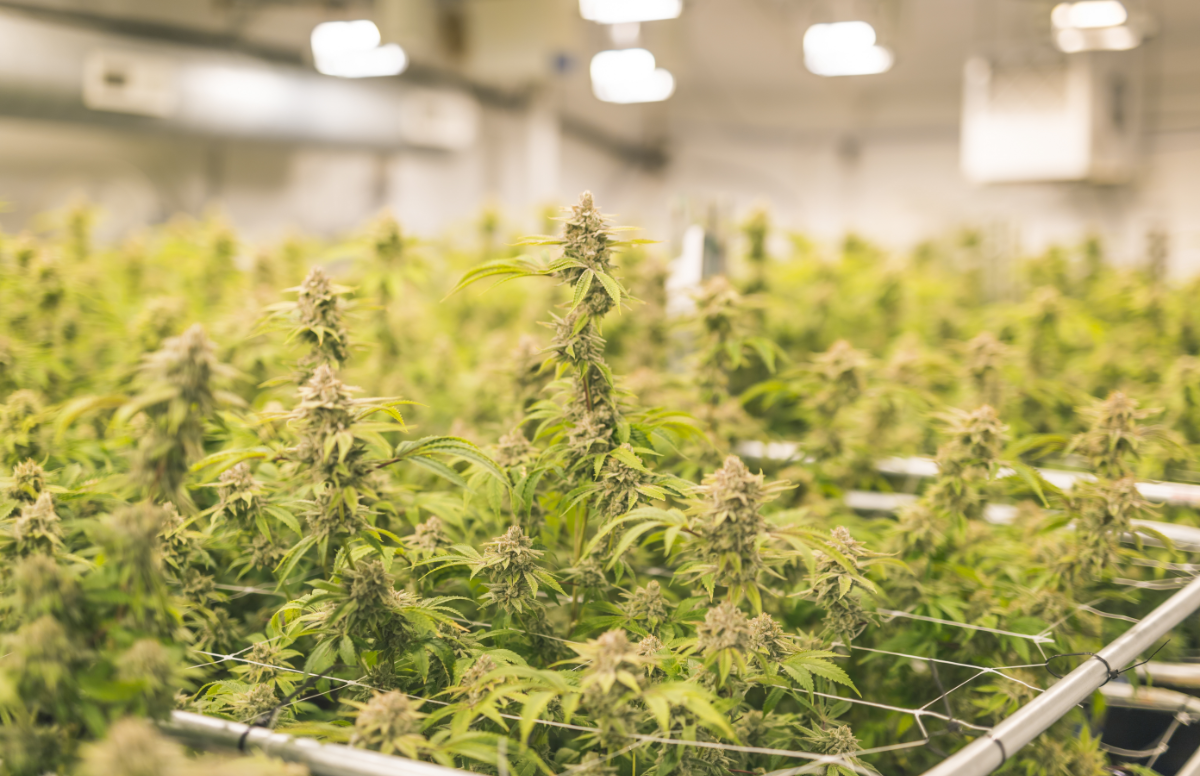 The Art of Snip: A Comprehensive Guide to Properly Pruning Cannabis ...