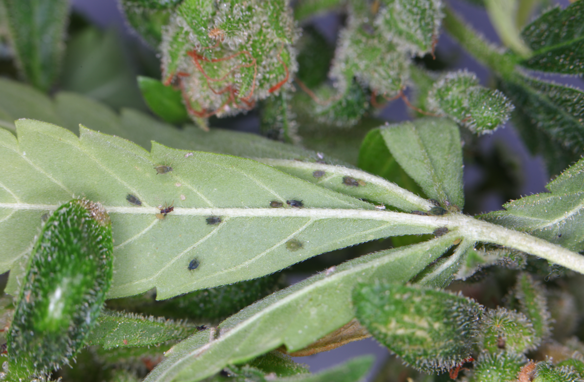 The Beginner's Guide to Growing Cannabis - The Seed Connect