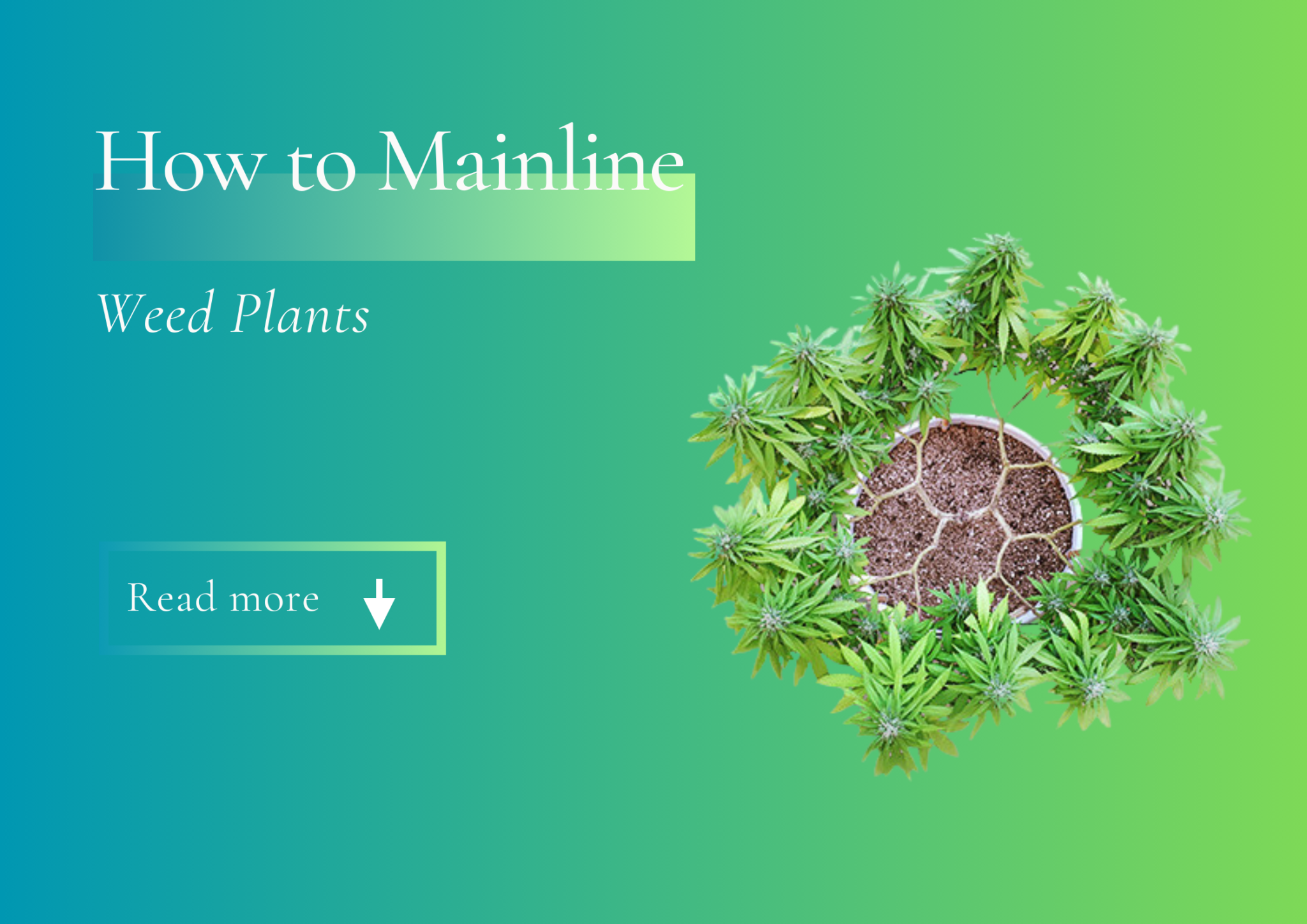 Mainlining Weed Plants - What it is and How to Apply it - The Seed Connect