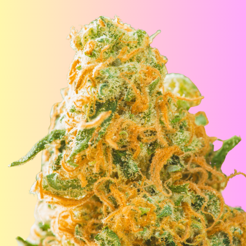 Auto Lemon Zkittlez Autoflowering Seeds - The Seed Connect
