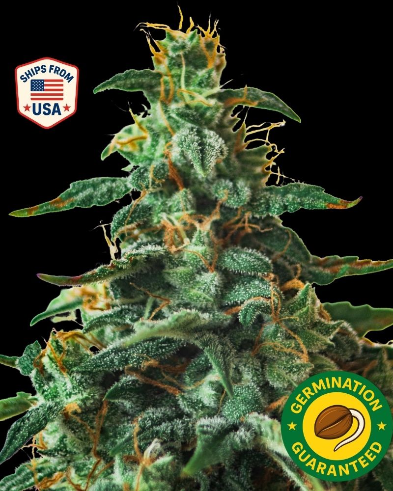 Auto Apple Fritter Seeds – The Seed Connect