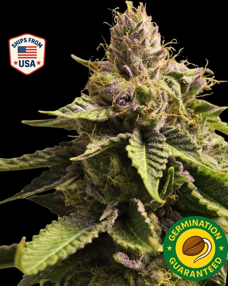 Auto Banana Kush – The Seed Connect