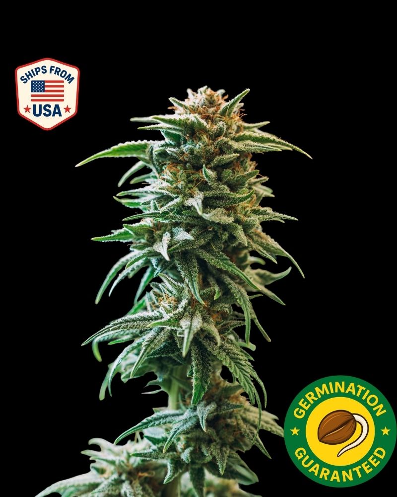 Auto Fastbuds OG Seeds – The Seed Connect