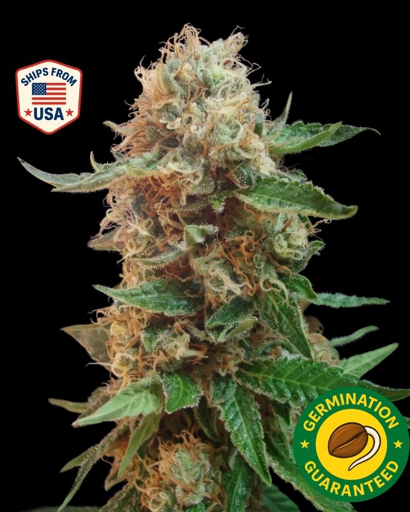 Auto Lemon Cherry Cookies Seeds – The Seed Connect