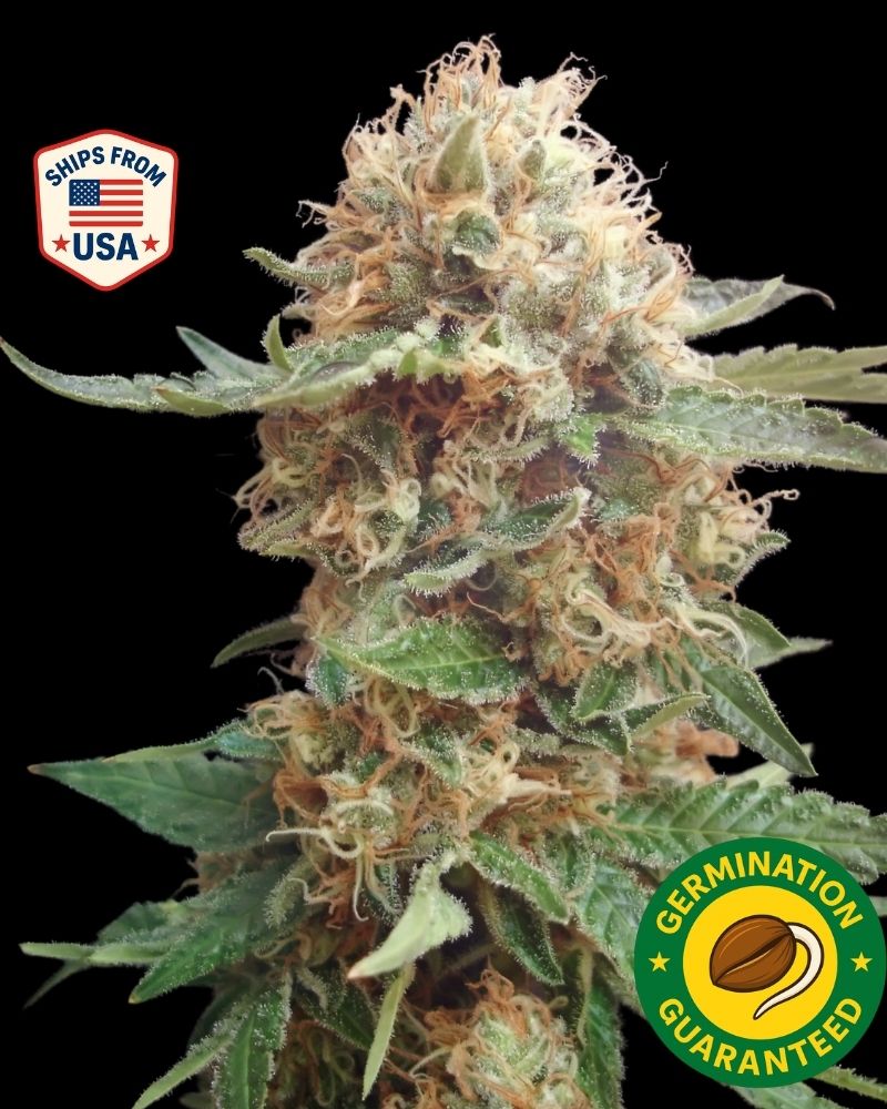 Auto Skywalker OG Seeds – The Seed Connect