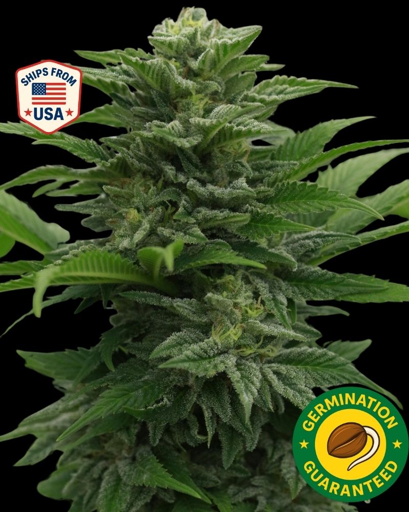 Auto Trainwreck Seeds – The Seed Connect