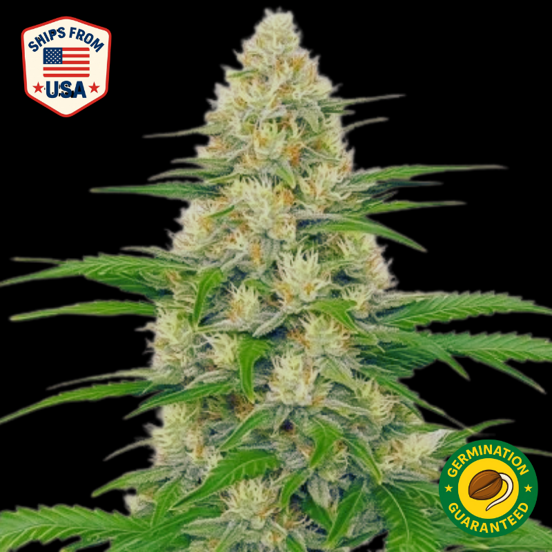 Auto Pure Michigan Seeds – The Seed Connect