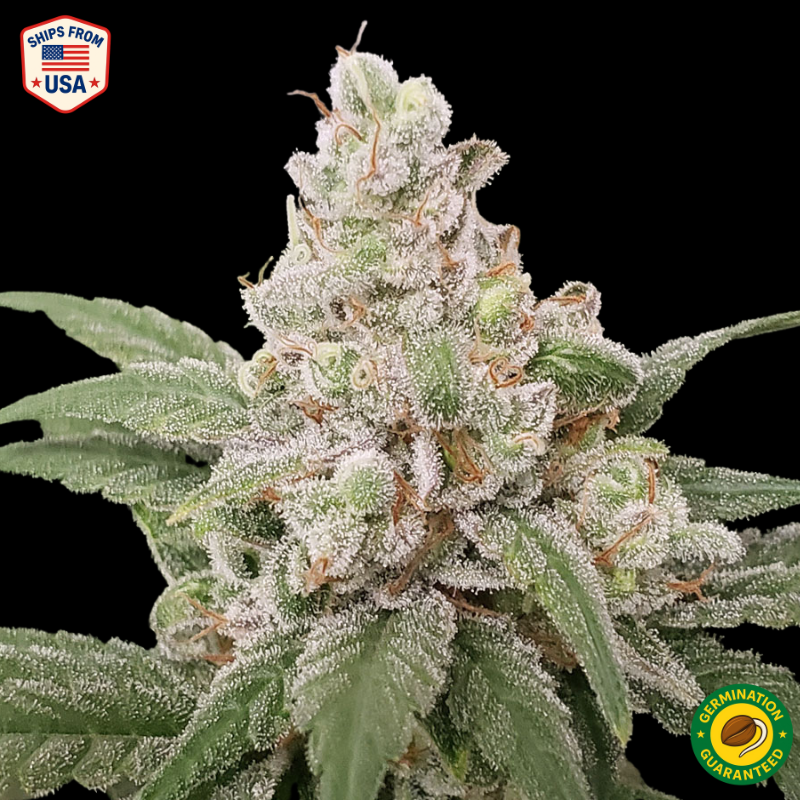 Joker Juice Feminized Seeds – The Seed Connect